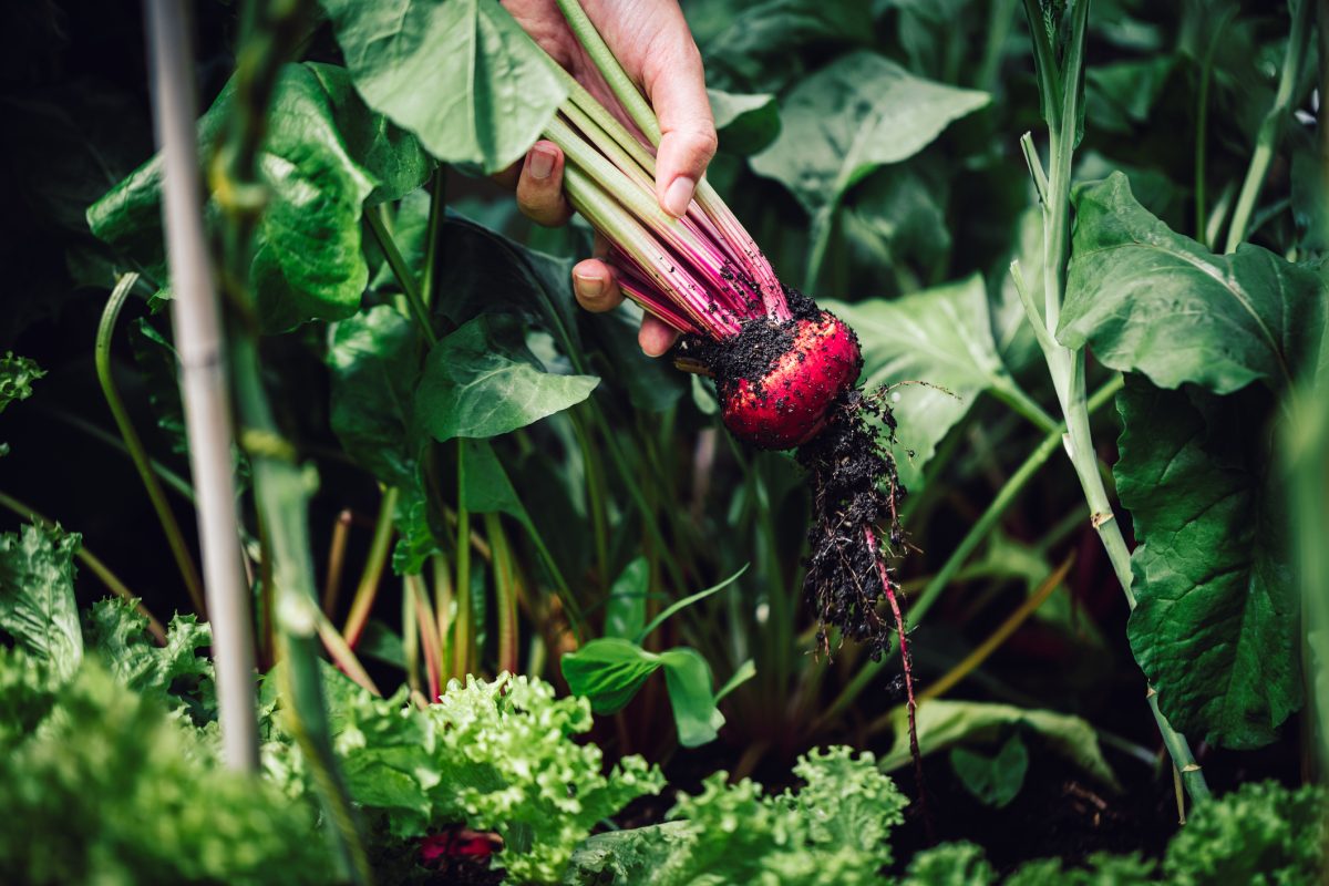 Beetroot: Ways to Enjoy This Power Root - AEON CO. (M) BHD.